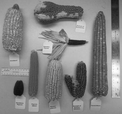 Turning Maize Cobs into a Valuable Feedstock | SpringerLink