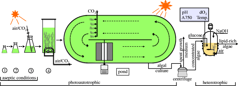 Mixed Trophic State Production Process for Microalgal Biomass with High ...
