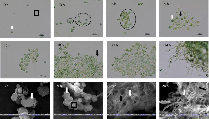 Exploring Pellet Forming Filamentous Fungi as Tool for Harvesting Non ...