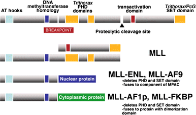 Mechanisms of transcriptional regulation by MLL and its disruption in ...