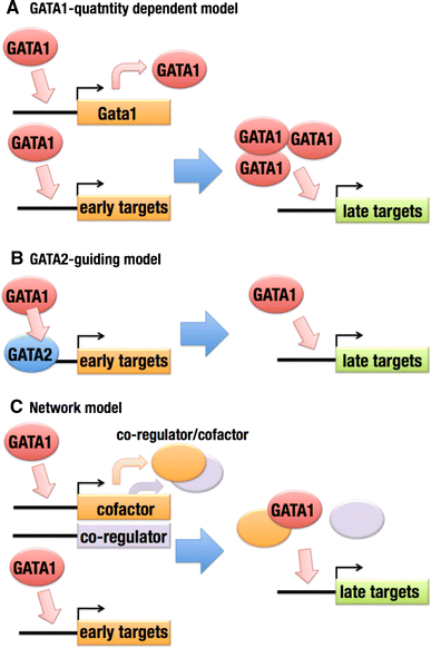 Transcriptional regulation by GATA1 and GATA2 during erythropoiesis ...
