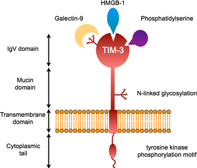 TIM-3 as a novel therapeutic target for eradicating acute myelogenous ...