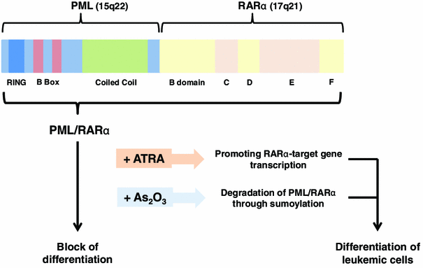 The role of PML in hematopoietic and leukemic stem cell maintenance ...