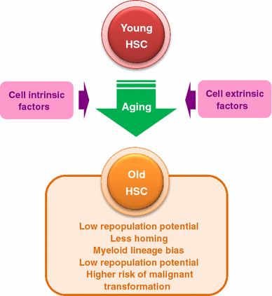 Aging of the hematopoietic stem cells niche | SpringerLink