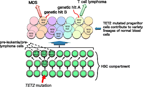 Dysregulation of TET2 in hematologic malignancies | SpringerLink
