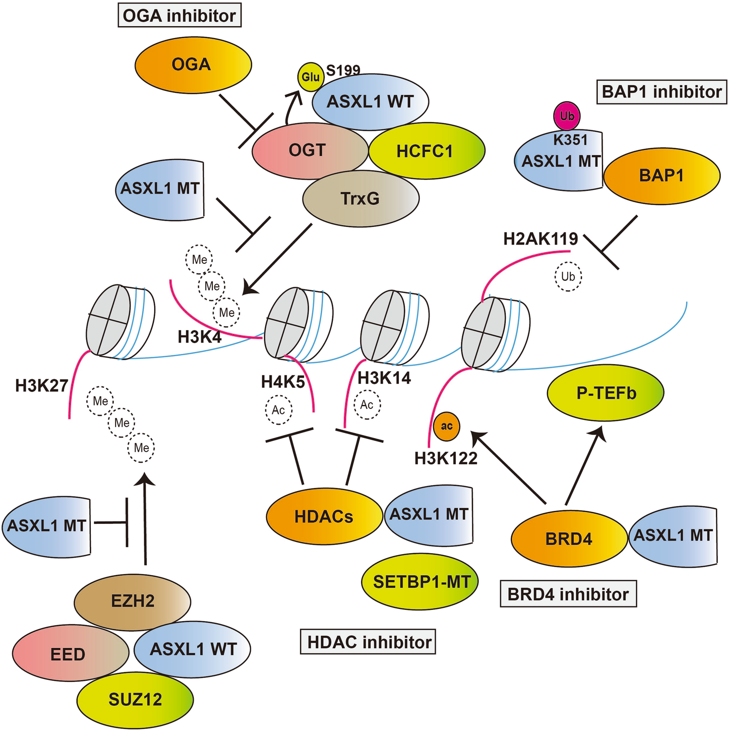 Aberrant histone modifications induced by mutant ASXL1 in myeloid ...