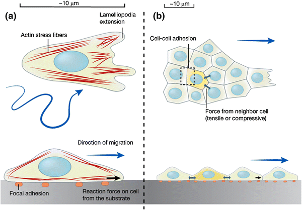 Mechanobiology of Collective Cell Migration | SpringerLink