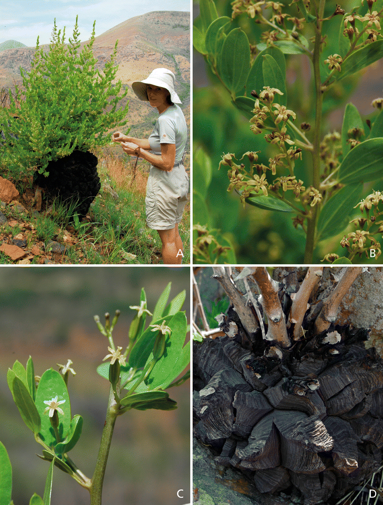 A critically endangered new species of yam ( Dioscorea strydomiana ...