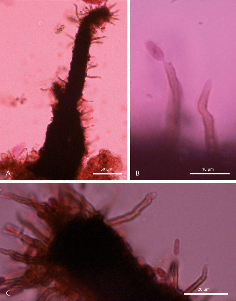 A new fungicolous Scolecobasidium (hyphomycetes) and Caducirostrum gen ...