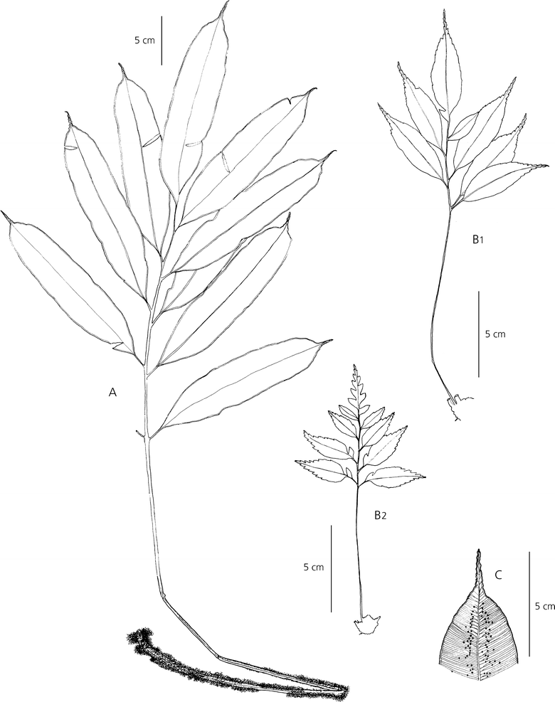 Newly discovered diversity in the tropical fern genus Metaxya based on ...