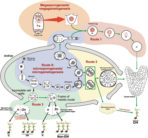 Androgenesis Revisited | SpringerLink