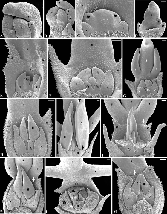 Leaf Development, Metamorphic Heteroblasty and Heterophylly in Berberis ...