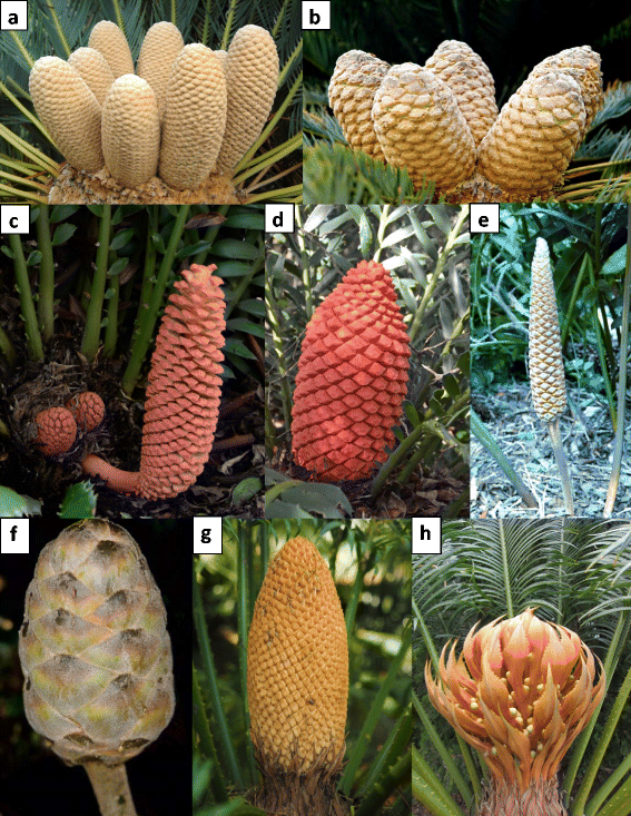 African Cycad Ecology, Ethnobotany and Conservation: A Synthesis ...