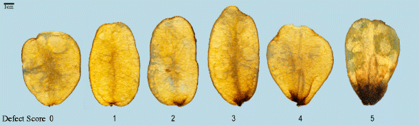 Stem-End Defect in Chipping Potatoes ( Solanum tuberosum L.) as ...