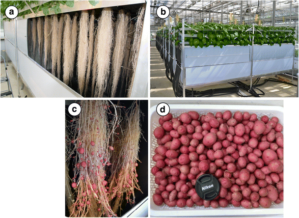 A Low Nutrient Solution Temperature and the Application of Stress ...