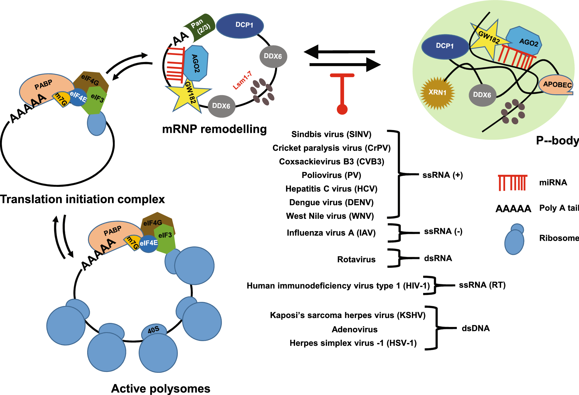 Viral Regulation of RNA Granules in Infected Cells | SpringerLink