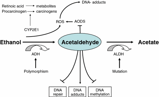 Acetaldehyde as an underestimated risk factor for cancer development ...