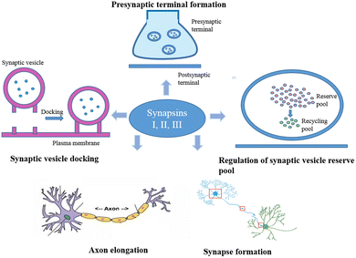 The Role of Synapsins in Neurological Disorders | SpringerLink
