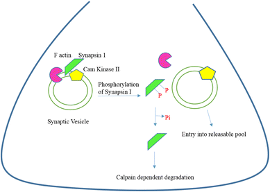 The Role of Synapsins in Neurological Disorders | SpringerLink