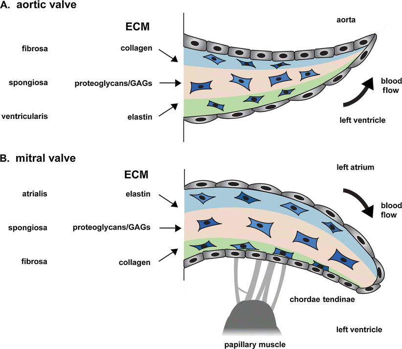 Progenitor Cells Confer Plasticity to Cardiac Valve Endothelium ...