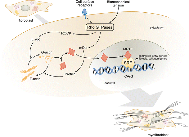 The Actin–MRTF–SRF Gene Regulatory Axis and Myofibroblast ...