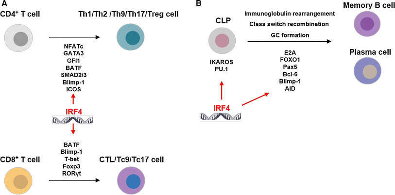 Essential role of interferon regulatory factor 4 (IRF4) in immune cell ...