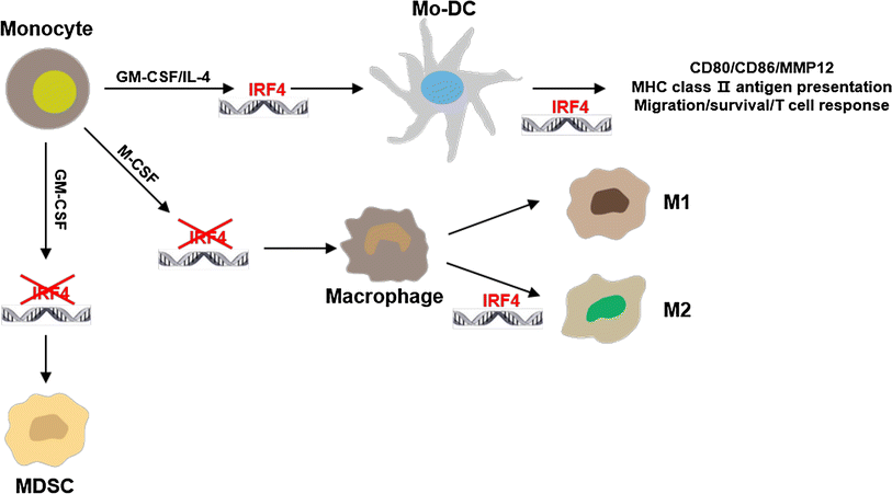 Essential role of interferon regulatory factor 4 (IRF4) in immune cell ...