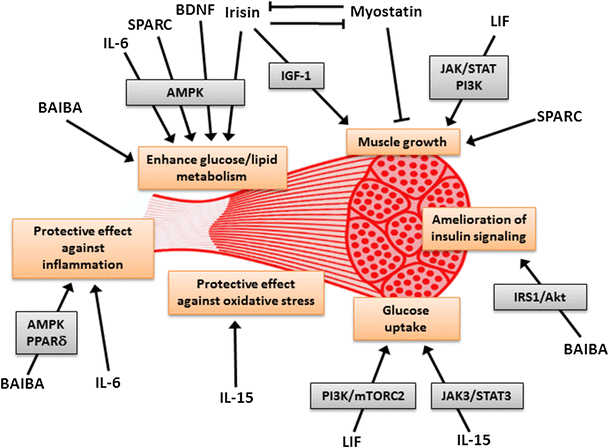 The role of exercise-induced myokines in regulating metabolism ...