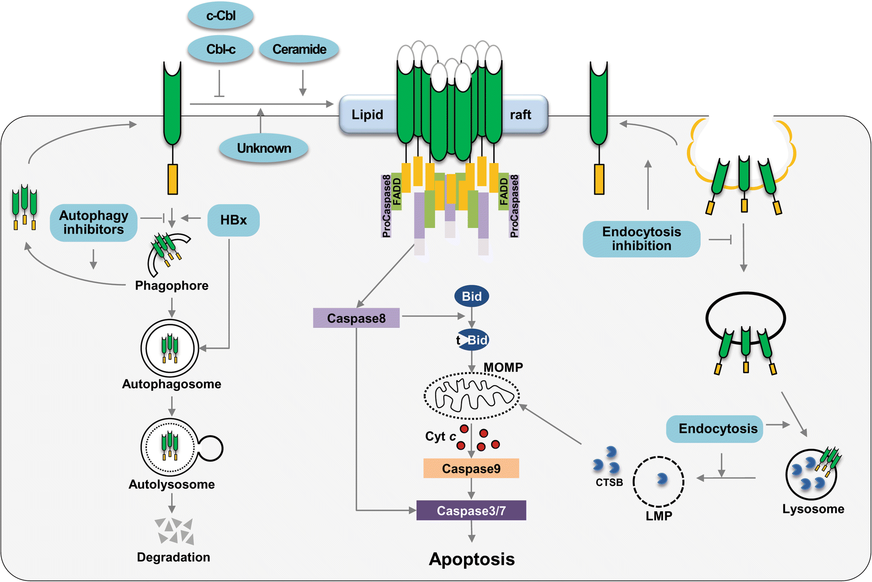 Elucidation for modulation of death receptor (DR) 5 to strengthen ...
