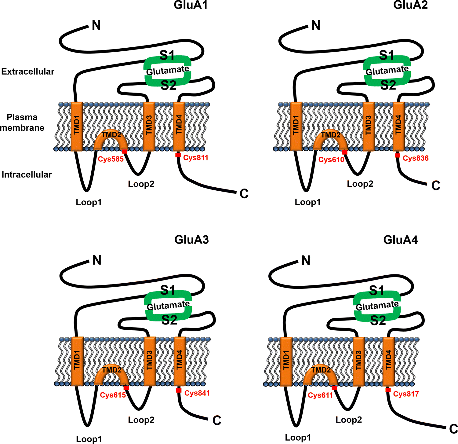 Palmitoylation-mediated synaptic regulation of AMPA receptor ...