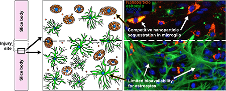 Using a 3-D multicellular simulation of spinal cord injury with live ...