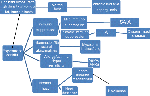 Pathogenesis and Pathology of Invasive Aspergillosis | SpringerLink