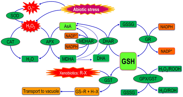 Glutathione in plants: biosynthesis and physiological role in ...