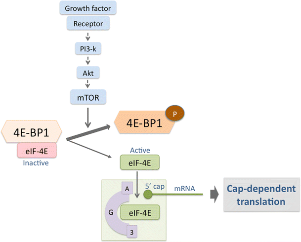 Expression and phosphorylation of translation regulatory protein 4E ...