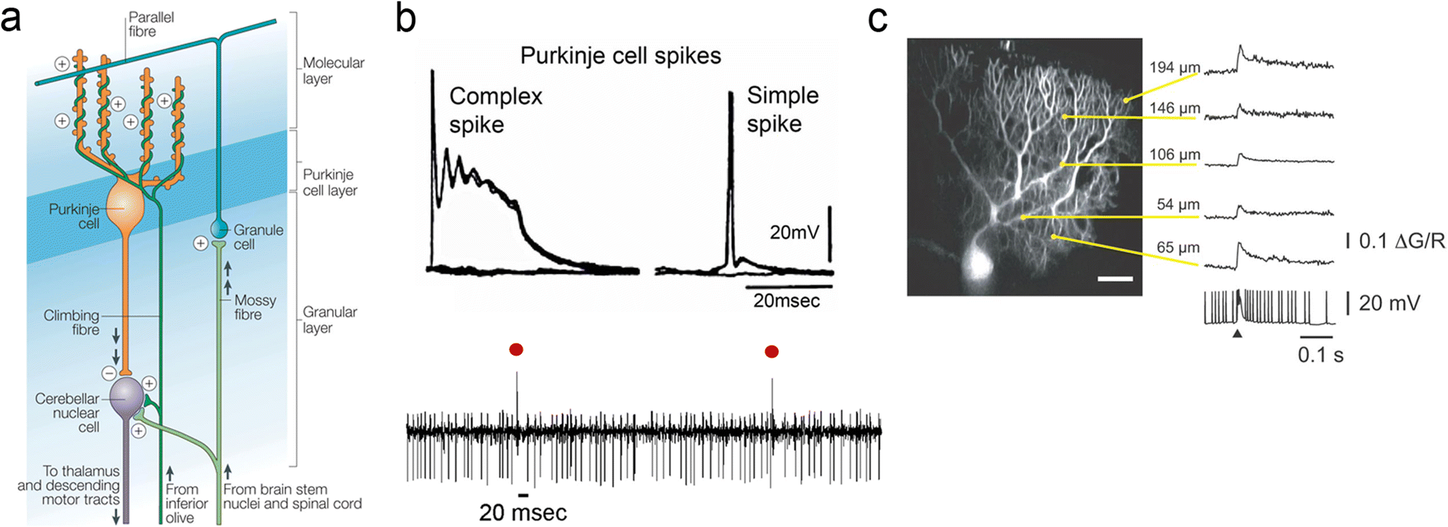 Complex Spike Wars: a New Hope | SpringerLink
