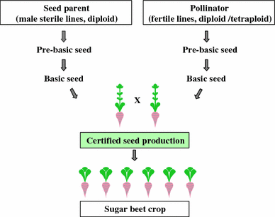 Seed Production and Processing | SpringerLink