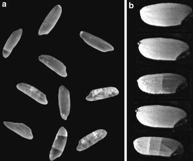 Potential Applications of Computer Vision in Quality Inspection of Rice ...