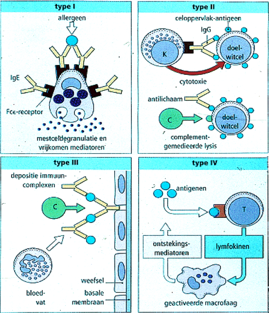 Vroege, late en uitgestelde allergische reacties: een inleiding ...