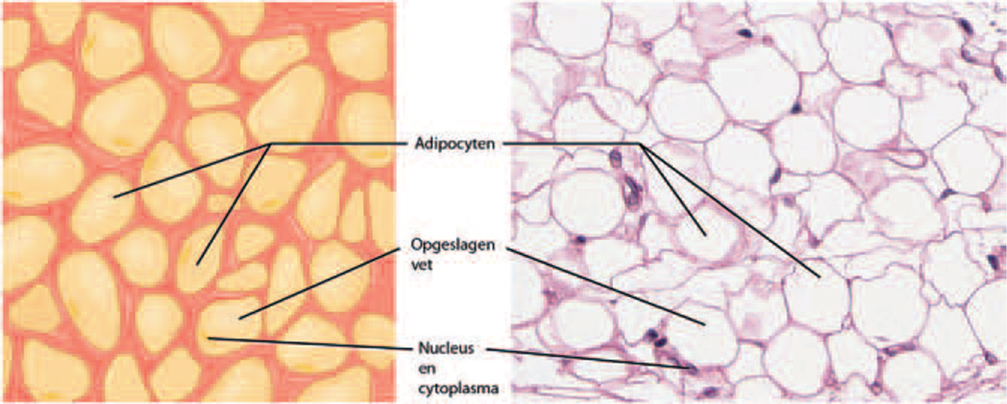 Vijftig tinten vet | SpringerLink