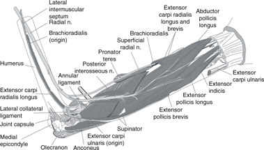 Uitval van de nervus radialis na een humerusfractuur | SpringerLink