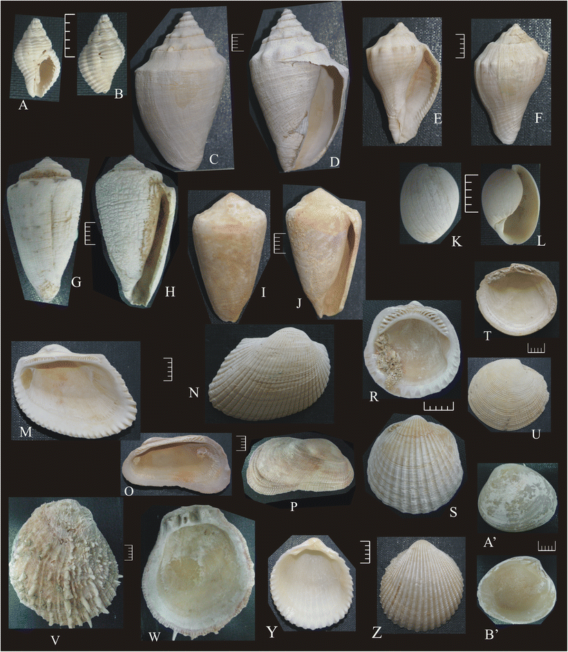 Sediment characteristics and molluscan fossils of the Farasan Islands ...