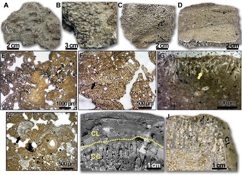 Calcareous thrombolitic crust on Late Quaternary beachrocks in Kuwait ...