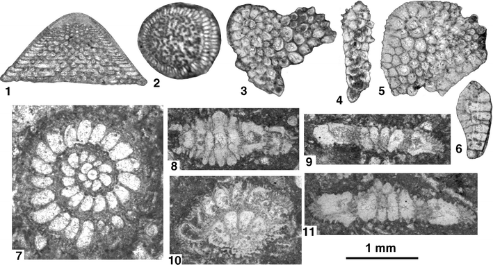 Middle Eocene-Early Miocene larger foraminifera from Dhofar (Oman) and ...