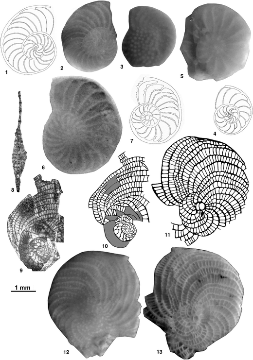 Middle Eocene-Early Miocene larger foraminifera from Dhofar (Oman) and ...