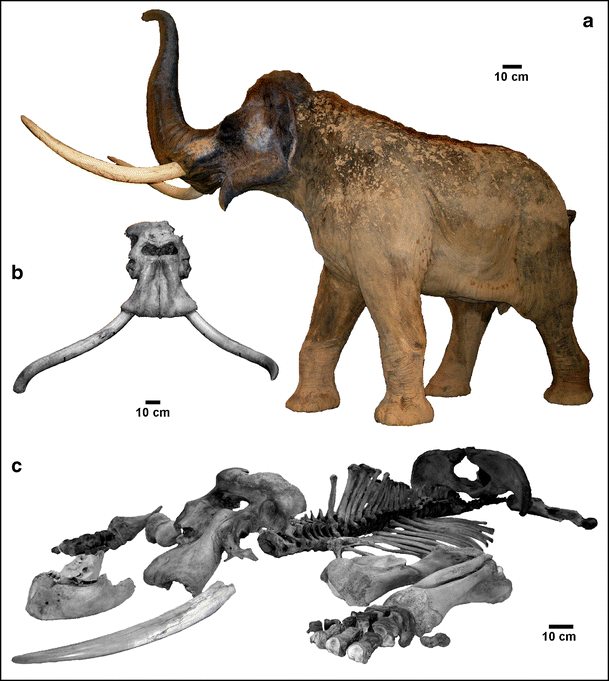 Late Pleistocene Eemian hyena and steppe lion feeding strategies on ...