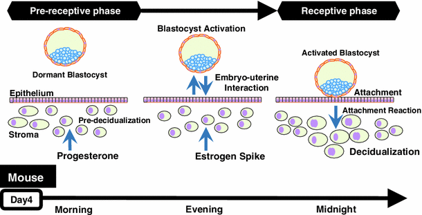 Uterine receptivity and embryo–uterine interactions in embryo ...