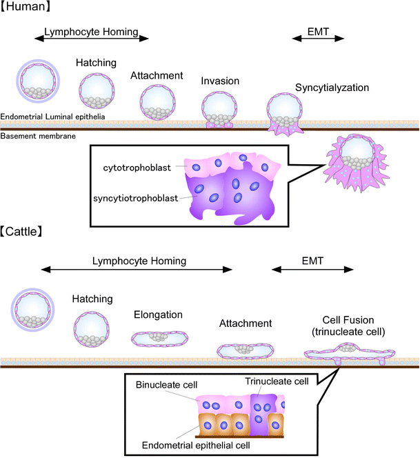 Conceptus implantation and placentation: molecules related to ...