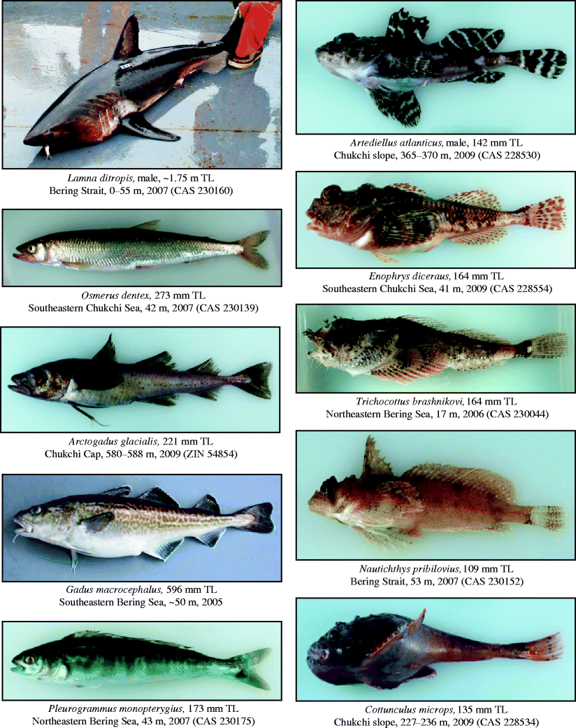 Biodiversity of arctic marine fishes: taxonomy and zoogeography ...