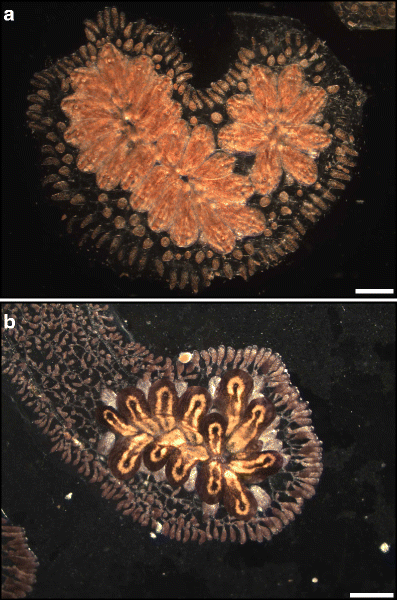 Botryllus schlosseri and Botrylloides leachii (Chordata, Ascidiacea ...