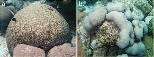Host-dependent variation in density of corallivorous snails ...